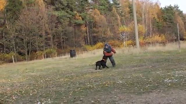 кане-корсо первый пуск на задержание