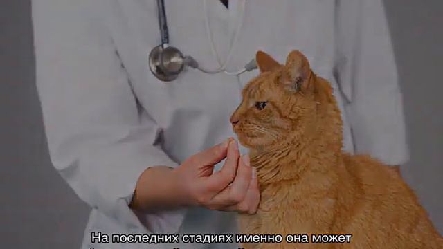 Пищеварительная система кошки