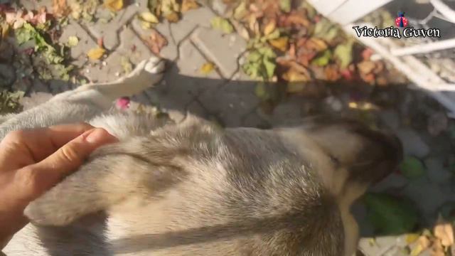 Мои уличные друзья. Прошлая жизнь в Турции Vlog 11