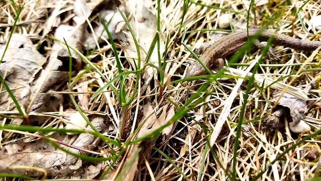 InShot_20220426_224325298.mp4