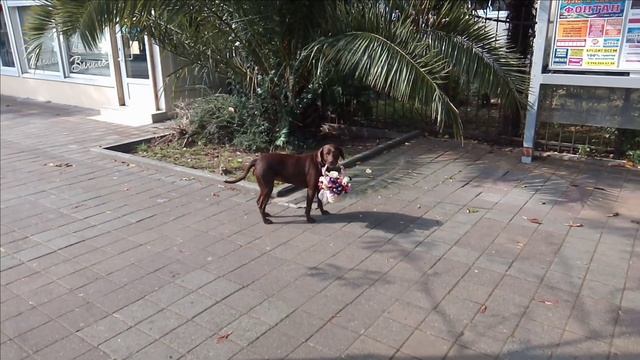 Сочи. Ждет подружку