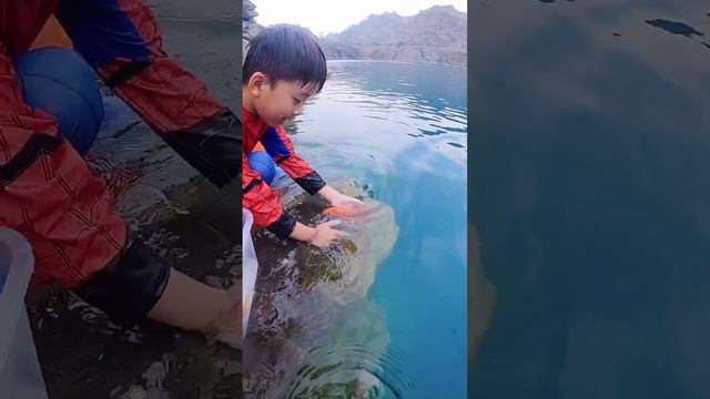 Ручная рыбка #Shorts