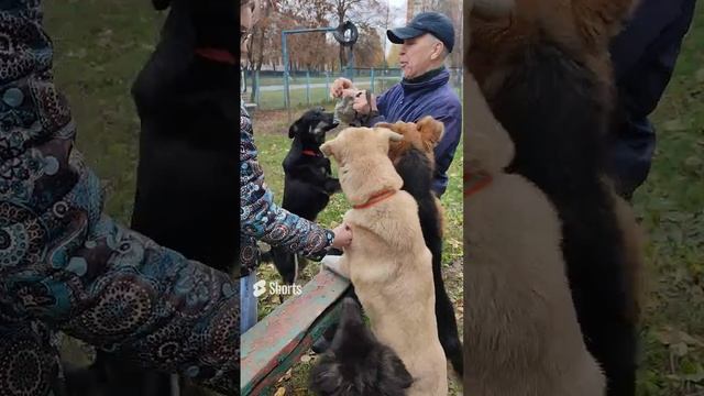 Пушистое нападение