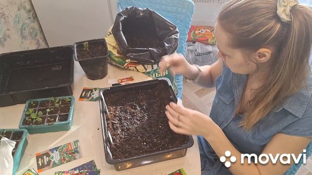 сажаю помидоры 02.03.24