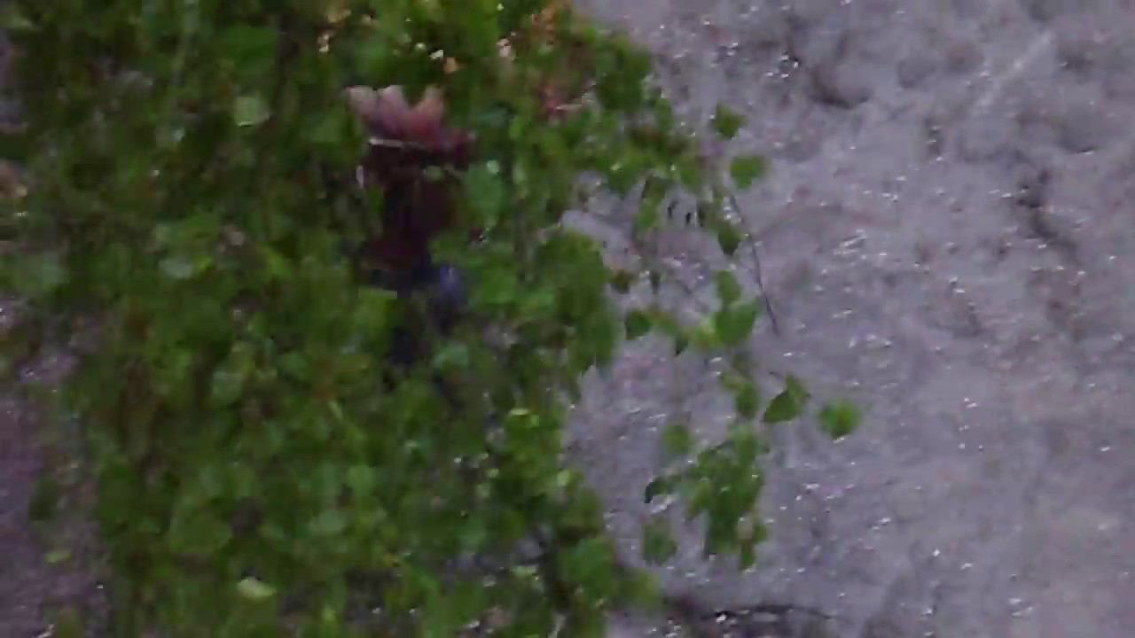 Град (8.05.2016) -Город Первомайский.