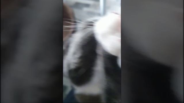 Ужасы КОТА Ханзо - Хищник первая кровь шортс