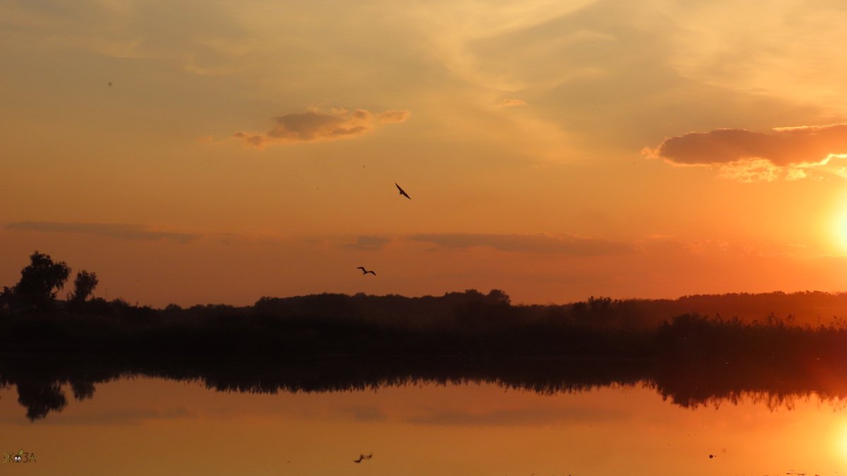 Птицы готовятся к отлёту. Белые трясогузки. Цапли. Кулики разные