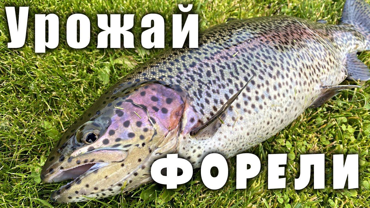 Форель радужная. Вылов форели из пруда. Октябрь 2021.