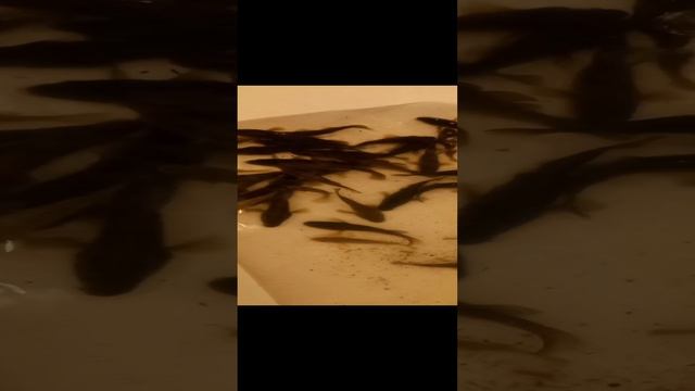 Кошачья рыбалка