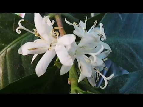 Кофе цветёт.  Май 2017г.