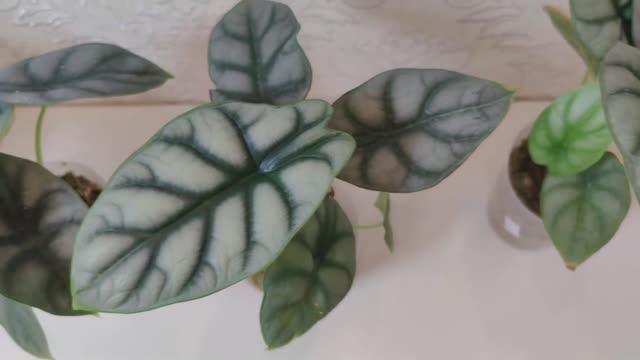 Растения в наличии г. Москва. Алоказия Сильвер Драгон   Alocasia Silver Dragon ?