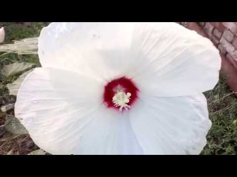 Гибискусы травянистые.