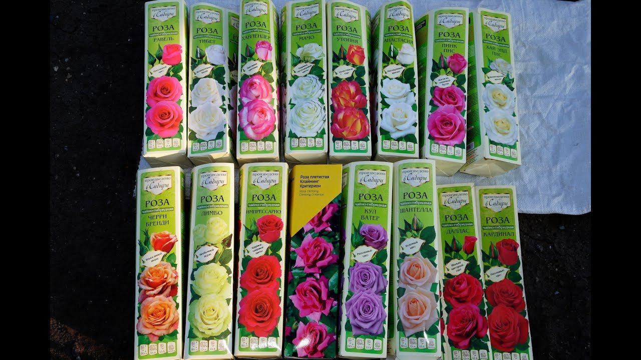 Посадка роз 16 апреля в Сибири - Обзор Барнаульских саженцев 2019