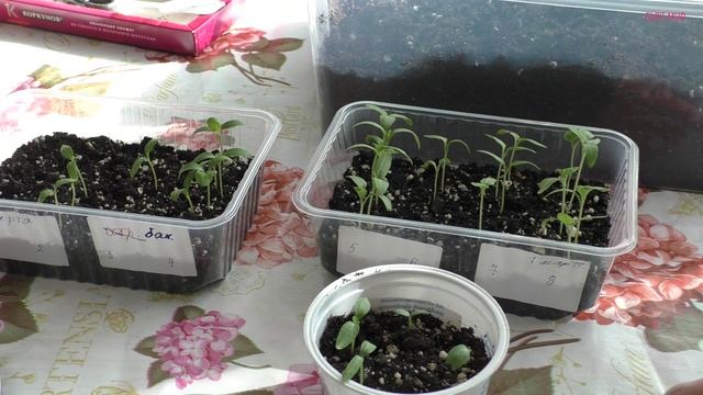 Рассада перцев и баклажанов.mp4