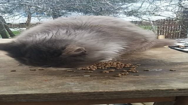 все хотят есть