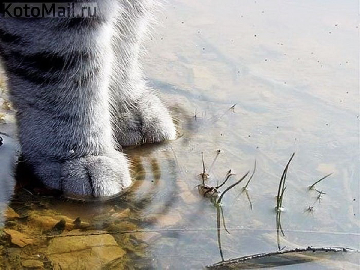 Ура,скоро ВЕСНА! Музыкальная Открытка!