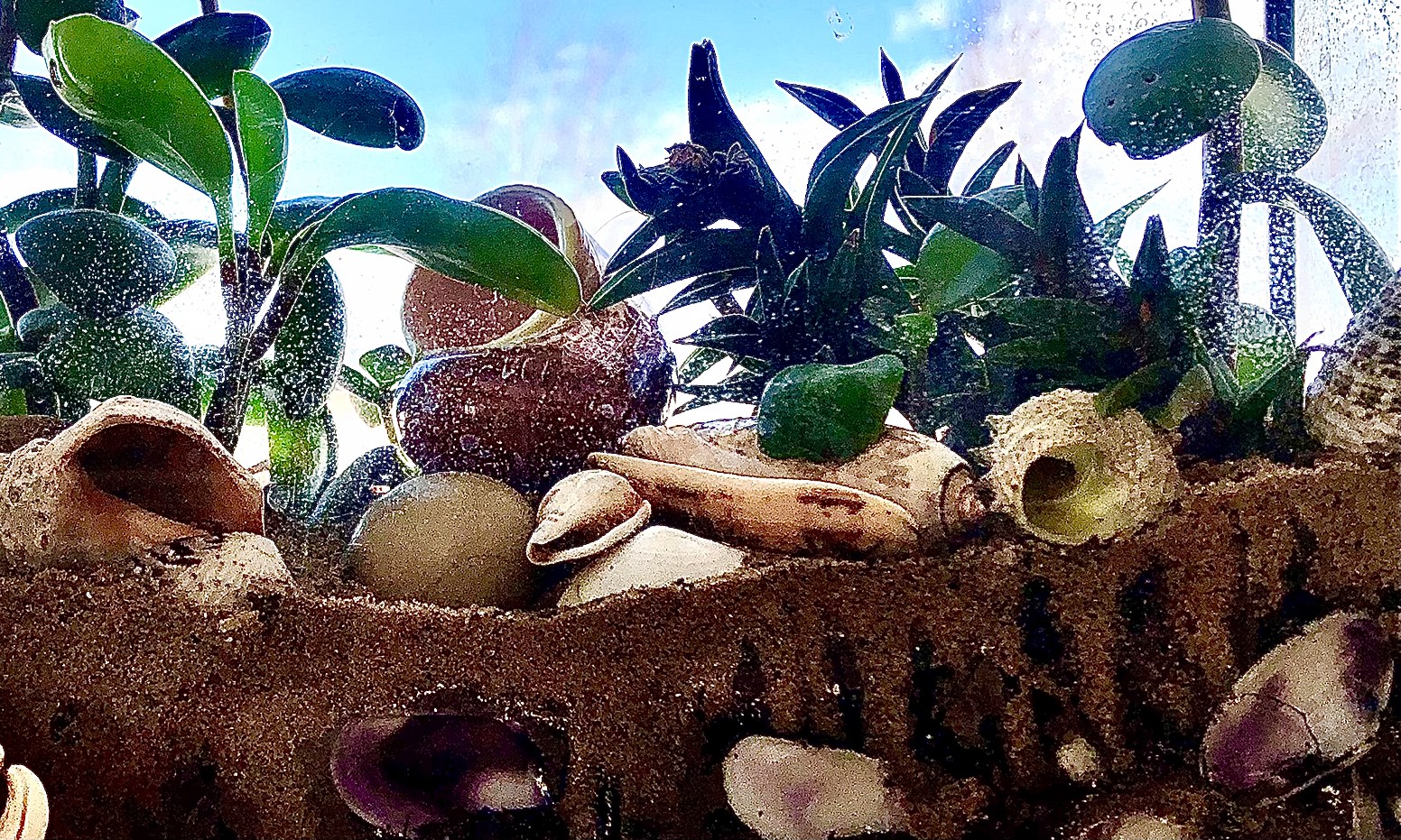 Флорариум своими руками. Как сделать красивый флорариум Суккулентов. Флорариум из старого аквариума