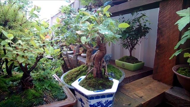 Бонсай на улице 2020 лето 5 часть Bonsai on the street 2020 summer 5 part