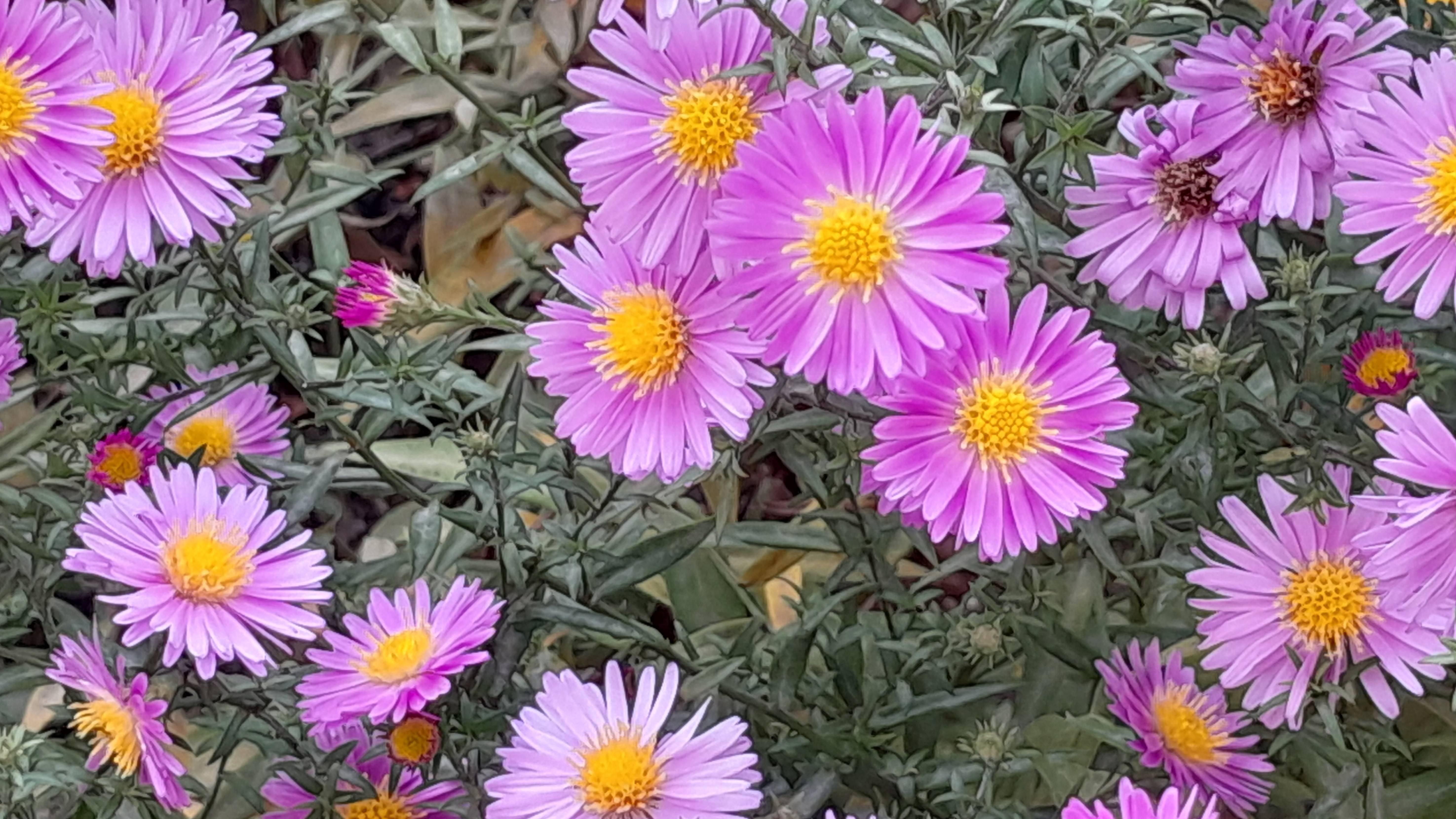 ОКТЯБРИНКИ как КАРТИНКИ!