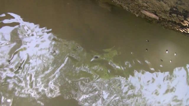 #РифатГумеров, #Ташкент,  Жуки-плавунцы, 343 серия,