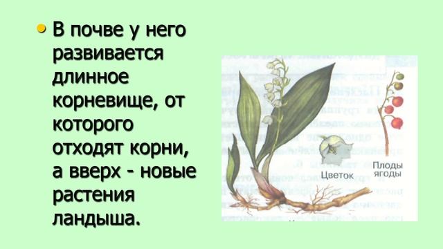 Дикорастущие лилейные: ландыш биология 7 кл.mp4