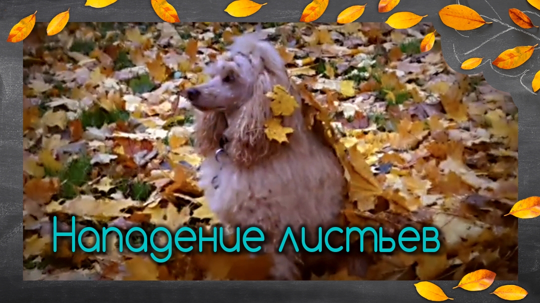 УЖАС! Листья нападают на собак!!!