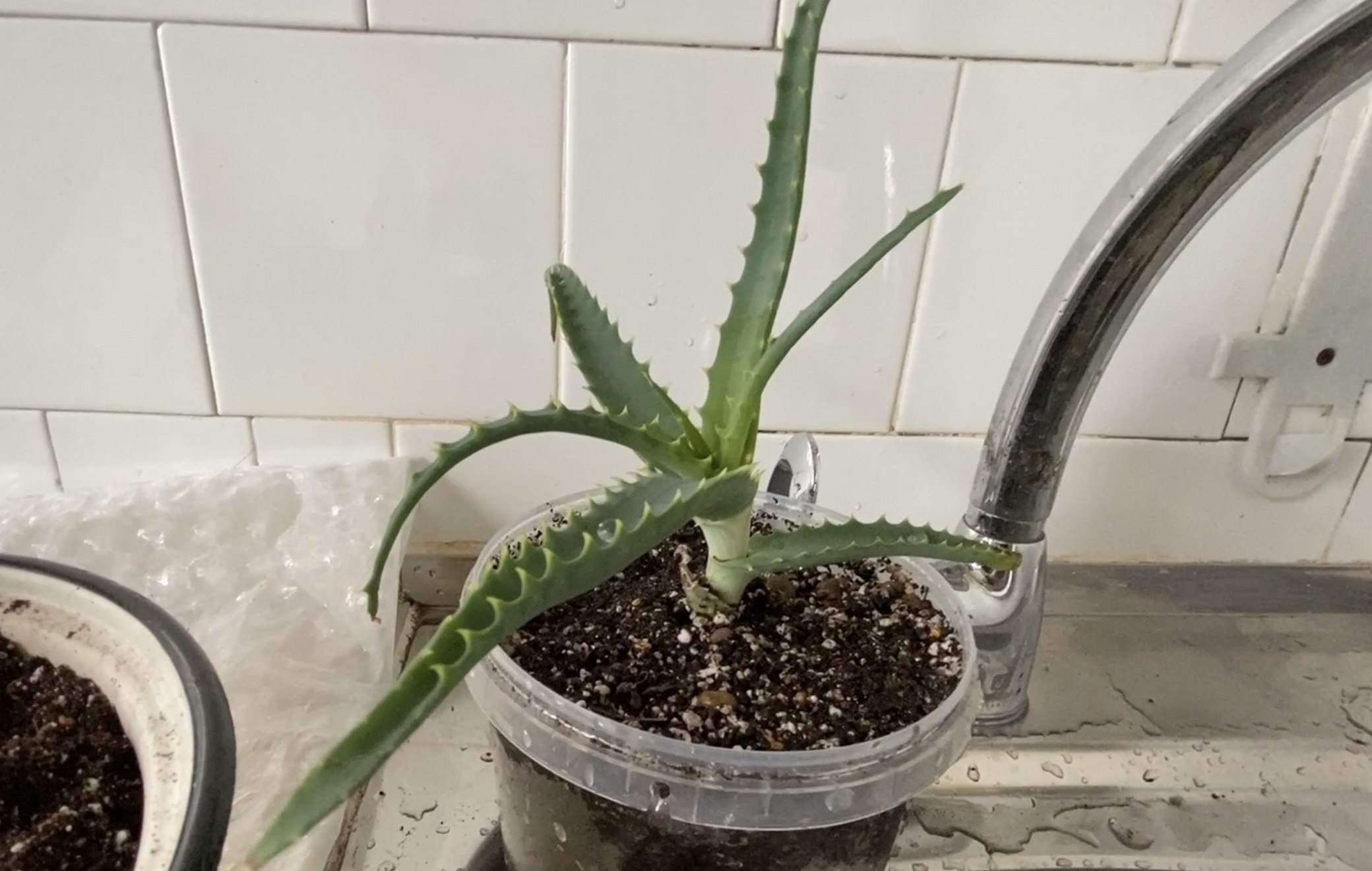 Пересадка алоэ возрастом 38 лет (макушка). 14 сентября 2023 г.