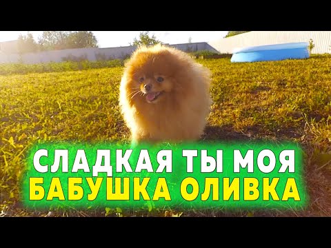 Померанский шпиц Оливия отдыхает на природе. Шпиц играет