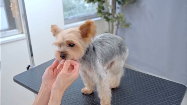 Груминг Йоркшира