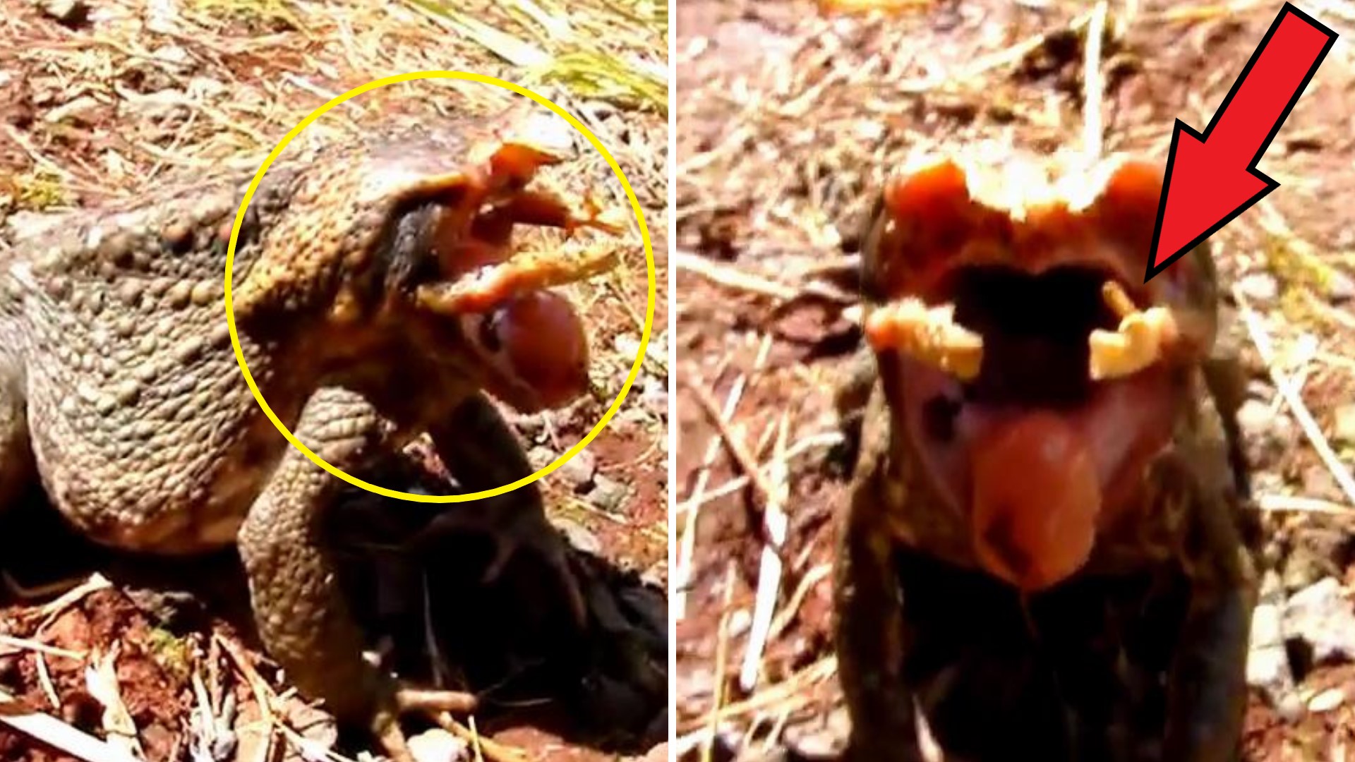 Девушка заметила в траве существо со странной головой! Такого вы точно не видели!