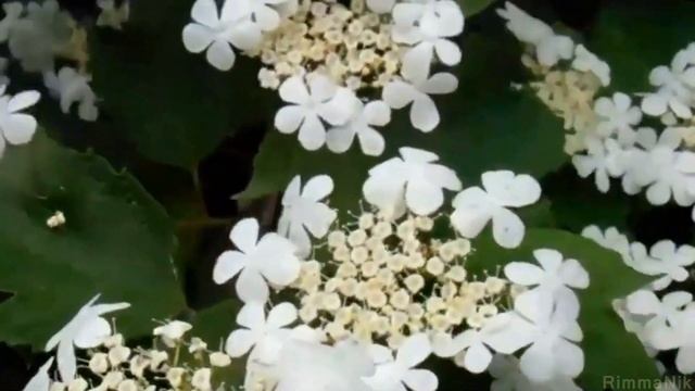 63. ЗАЦВЕЛА КАЛИНА..mp4