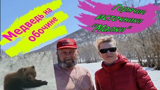 22 Камчатка.Горячие источники Малки. Медведь на обочине дороги.mp4