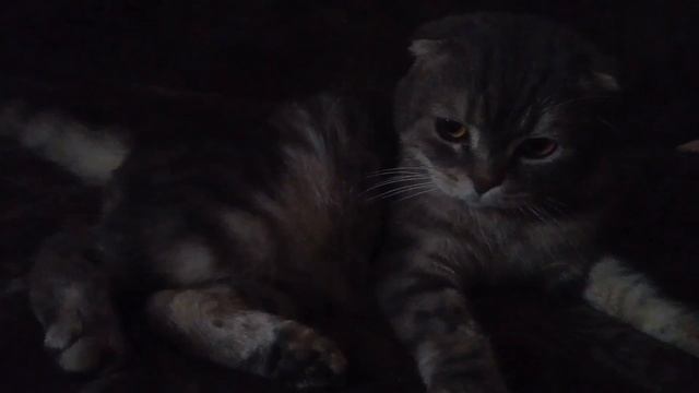 Наш Вислоухий Кот Лунтик