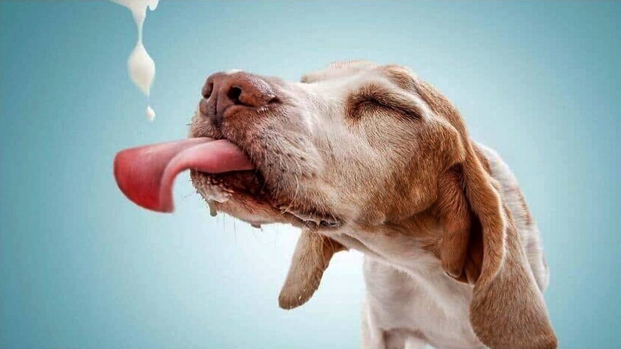 Международная премия в области фотографии собак