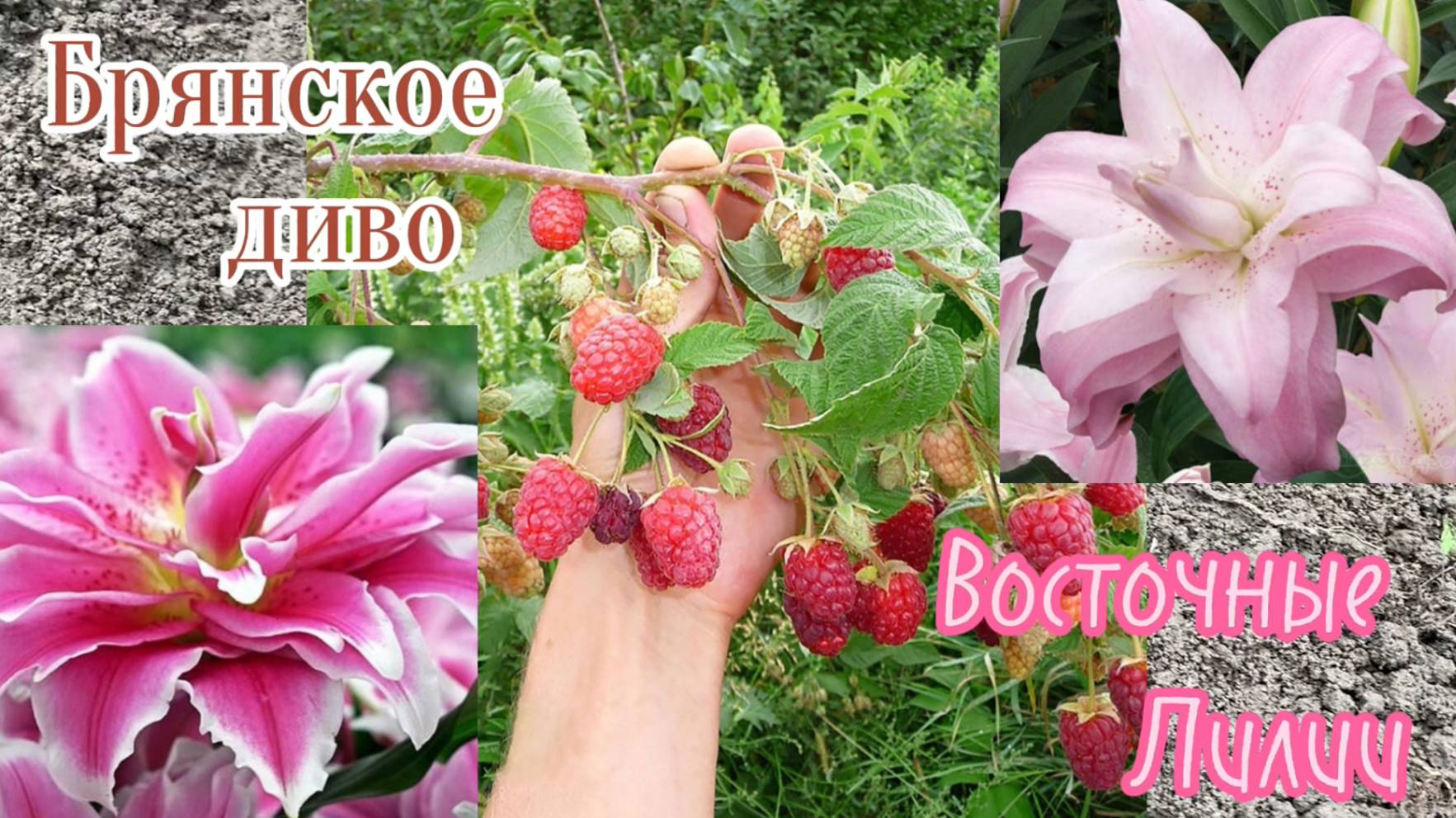 Посадила новые саженцы малины анфиса, брянское диво и восточных лилий, убралась в теплице.