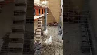 Новоселье в птицеферме.