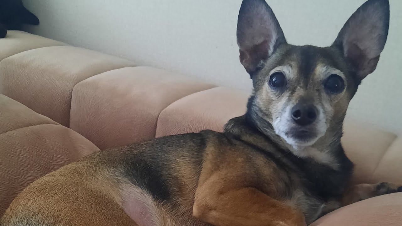 МОЙ ЛУЧШИЙ ДРУГ