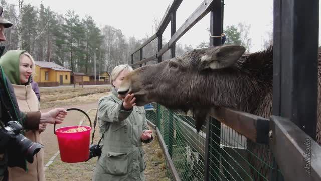 ЛОСИНЫЙ ОСТРОВ