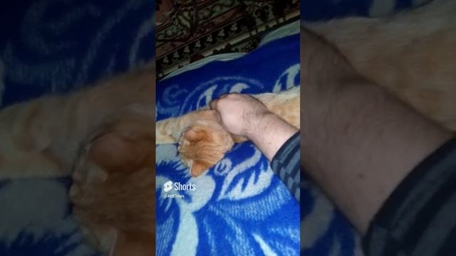 Кошка как и пёсики любит, когда гладят пузико )))