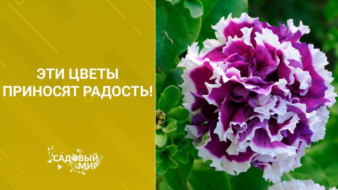 Эти цветы приносят радость!