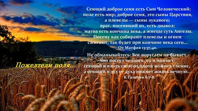 Пожелтели поля..