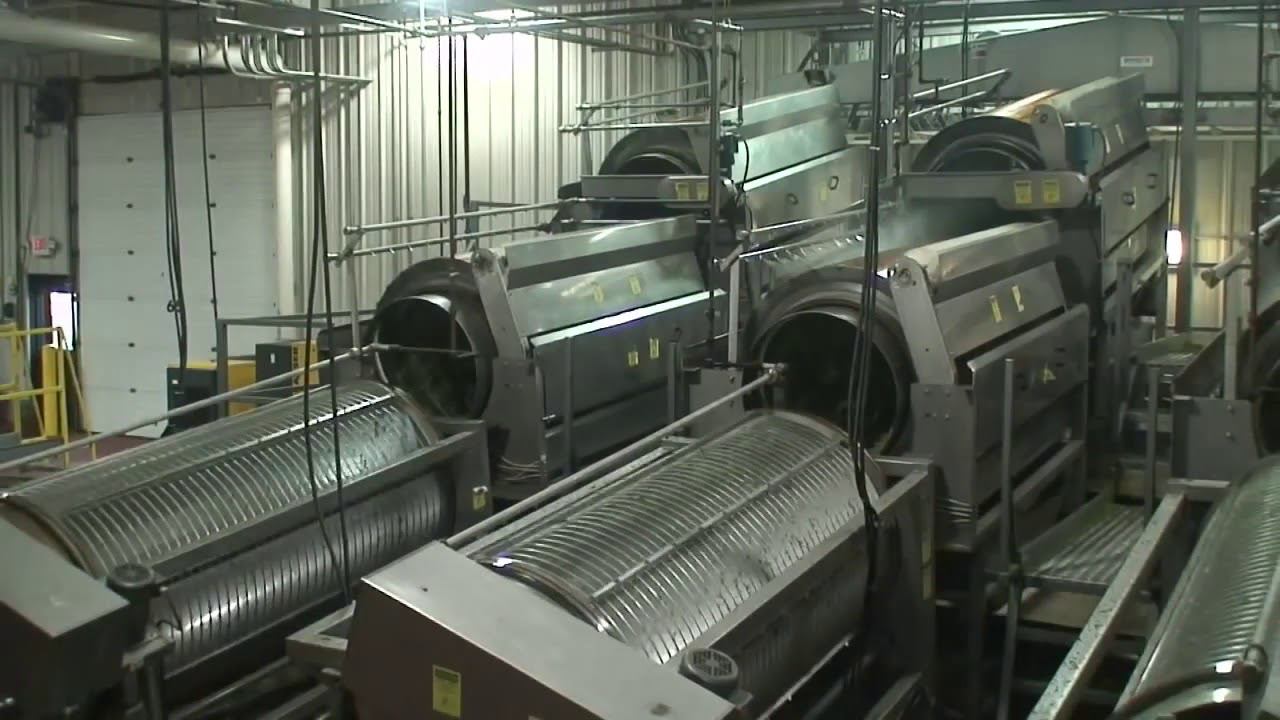 Стручковая зеленая фасоль - подготовка к заморозке или консервированию.