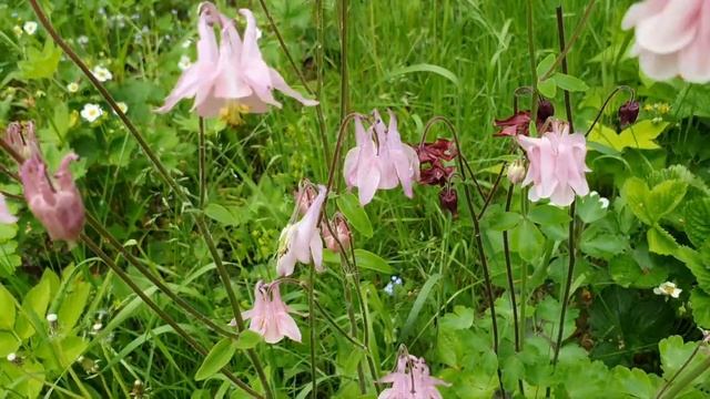 ?Шмель собирает нектар перед дождём.?