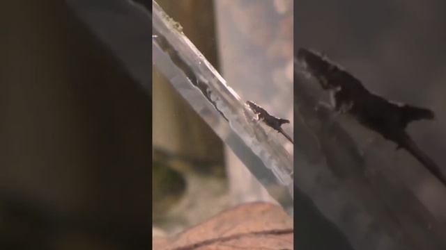 Стурисомы Панамские - малькам 12 дней после выклева