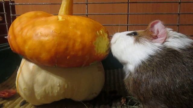 기니피그 재미있는 동물 Cavy or cavey 페루에서 그들은 Cuy라고 부릅니다. Морские свинки.mp4