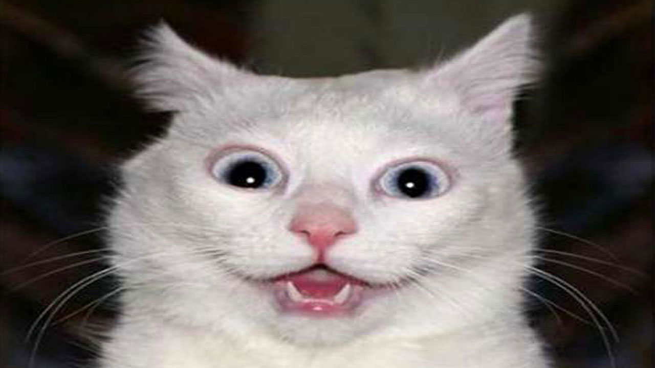 ПРИКОЛЫ С КОТАМИ) ?? ПОПРОБУЙ НЕ ЗАСМЕЯТЬСЯ ? СМЕШНЫЕ КОТЫ И СОБАКИ ? ТОП ПОДБОРКА №2