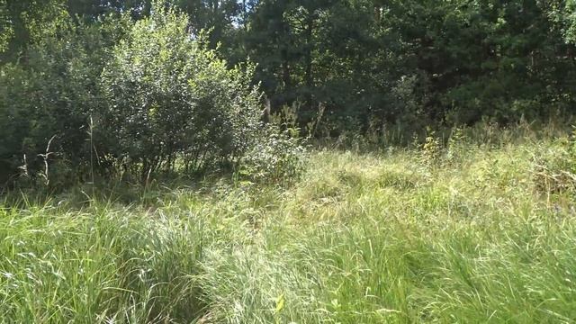 Мещёра. маршрут Три брода Часть 2.