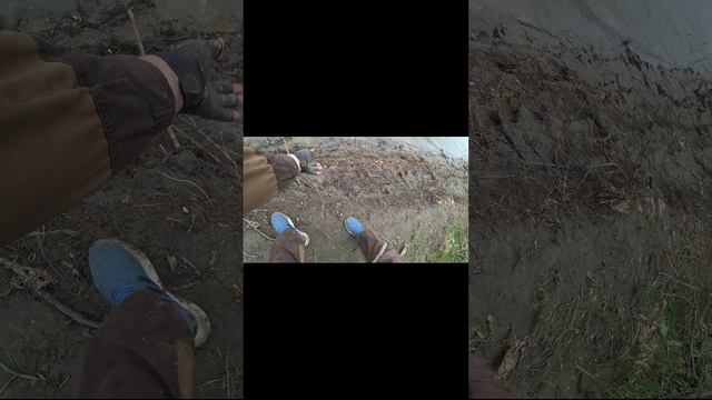 Трофейный судак на резинку! #shorts