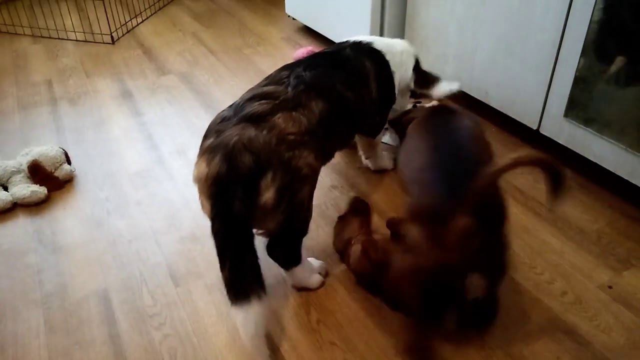 Щенки цвергпинчера 1,5 месяца и вельш корги кардиган Элфи 4 месяца.