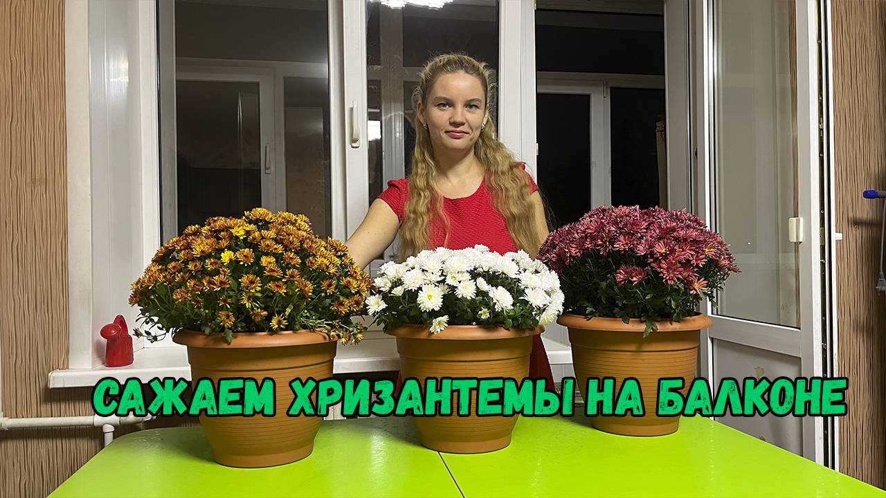 Сажаем хризантемы на балконе